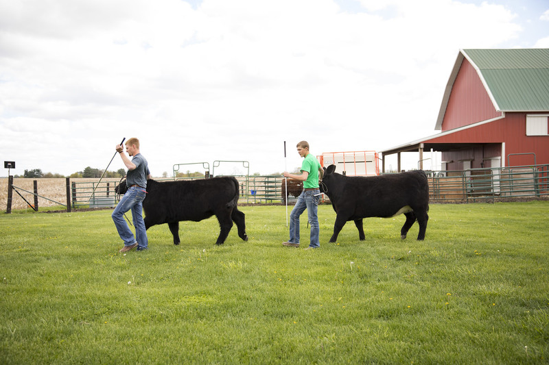 4-H Project Beef