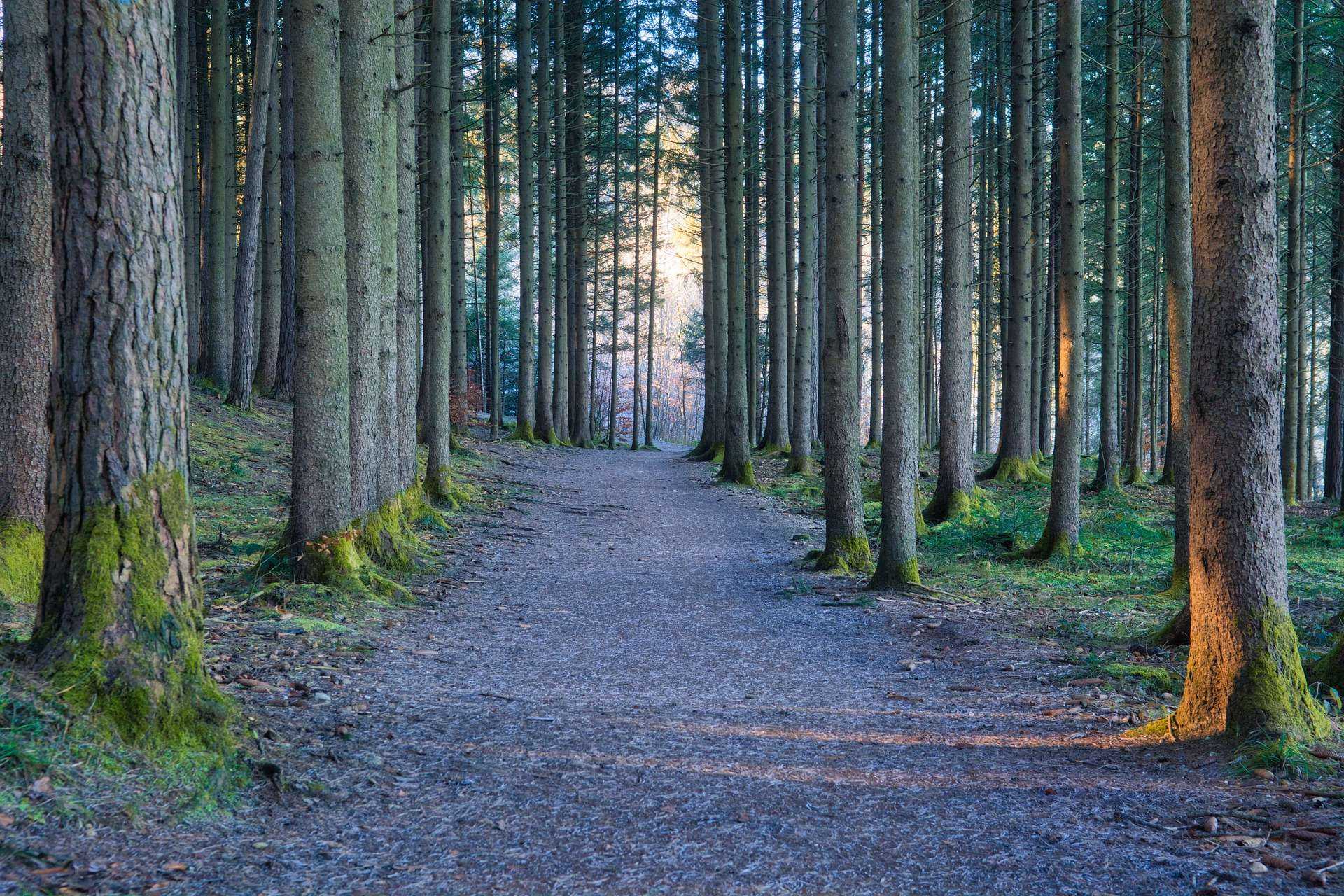 4-H Project Forestry