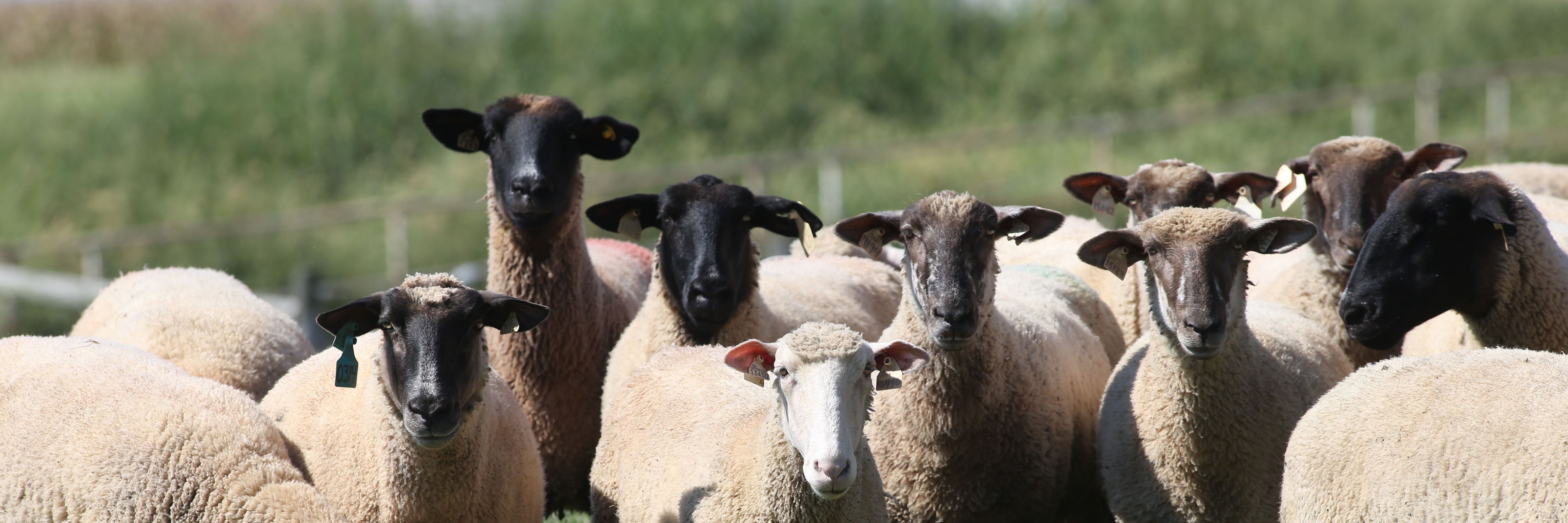 Sheep, Goats, and Small Ruminants Resources