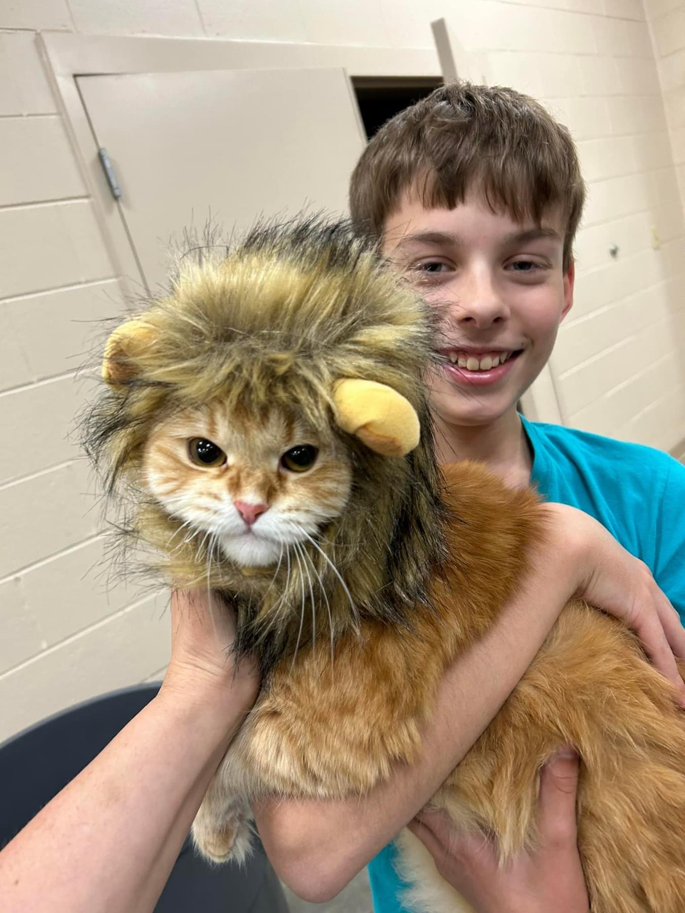 cat