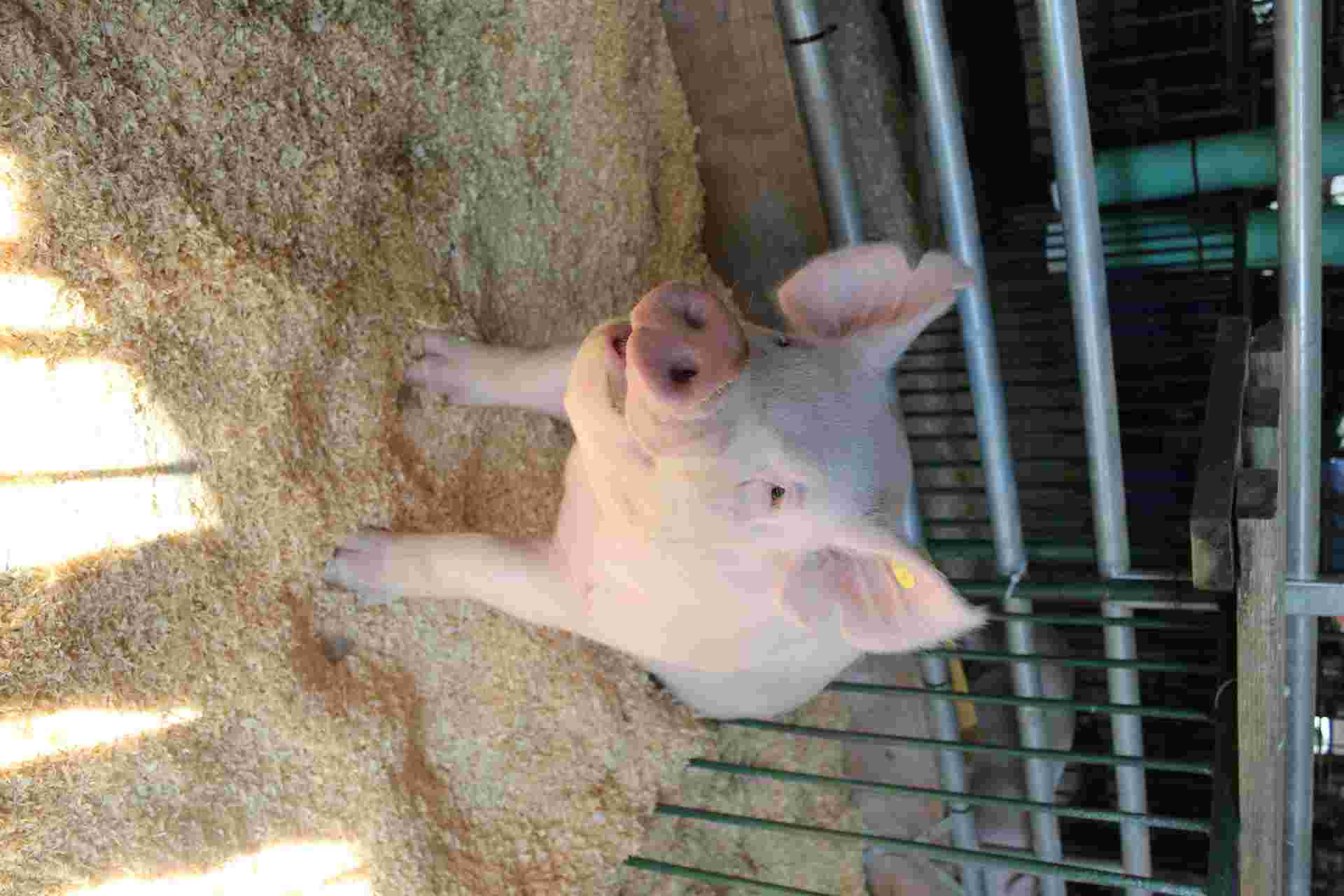 Swine