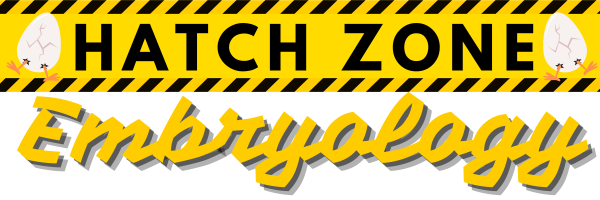 Embryology Hatch Zone