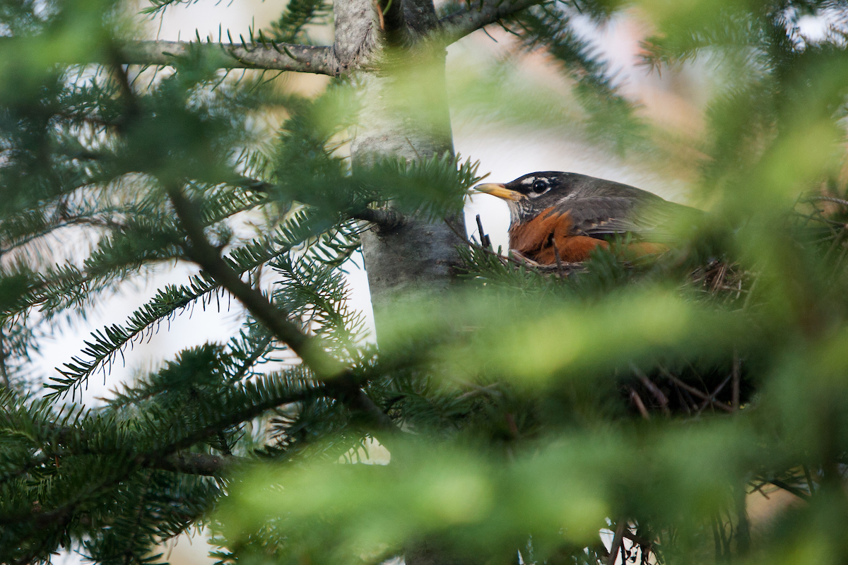 Hamilton County Wildlife