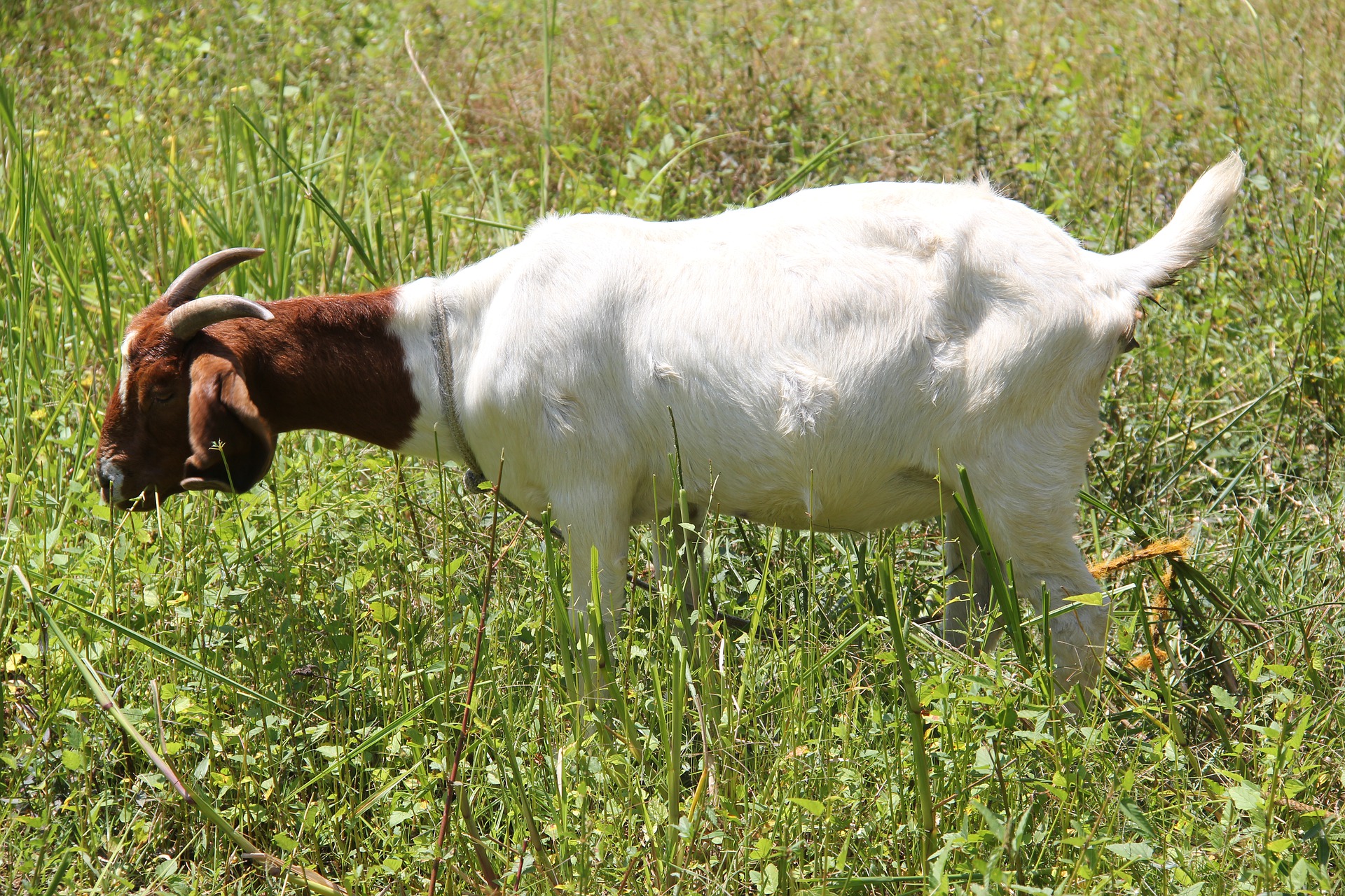 4-H Non-Dairy Goats Project