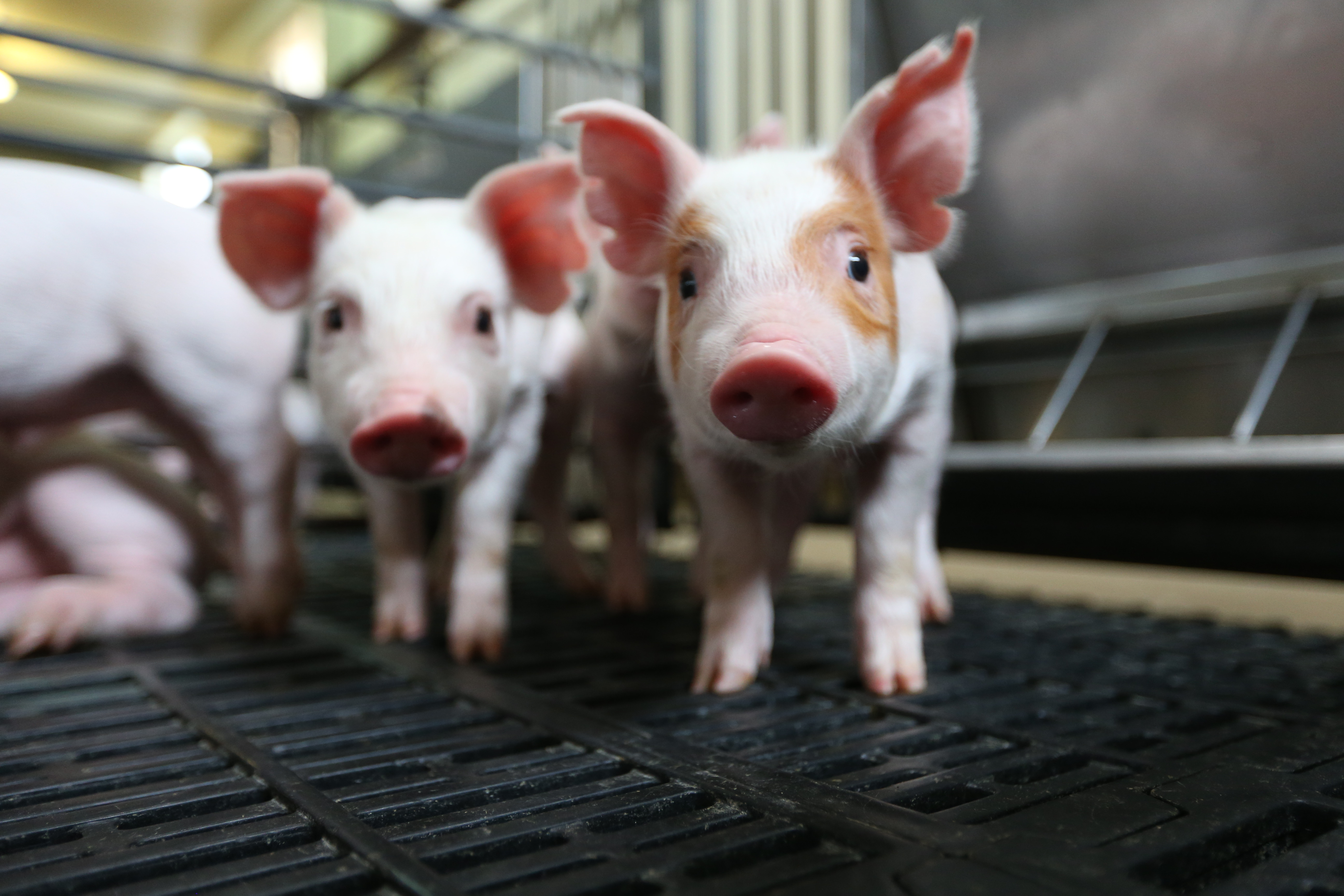 Mini Swine