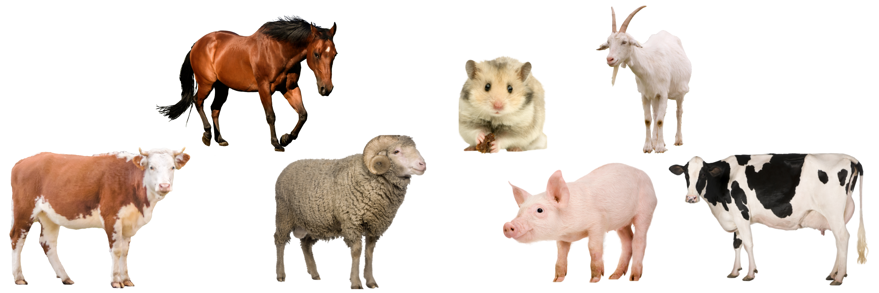 White Co Animal Poster Project