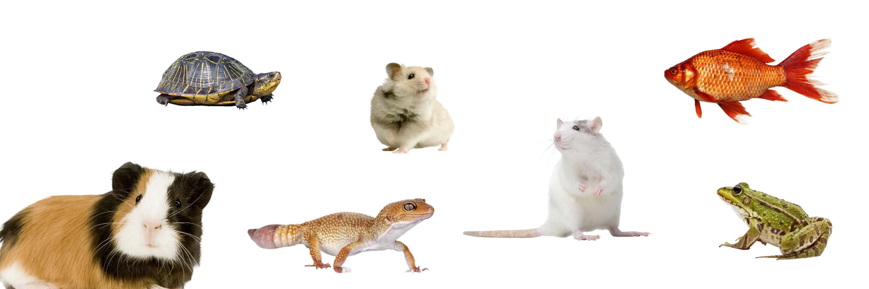 White Co Small Animals