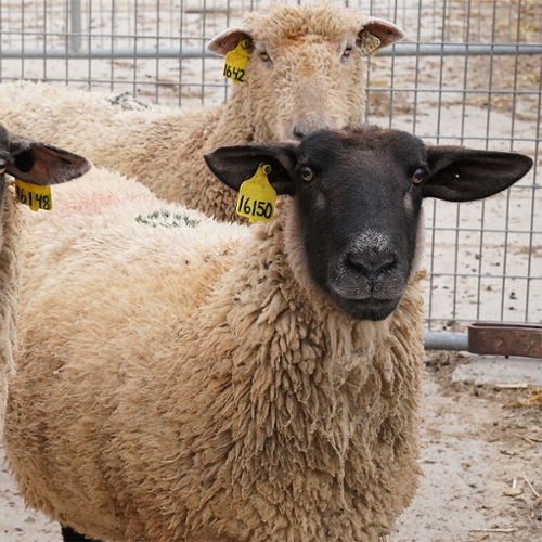 Purdue Extension Wells County