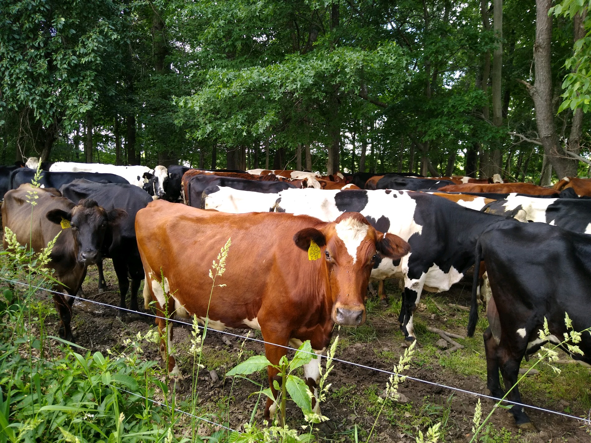 Marshall County Master Gardener Newsletter