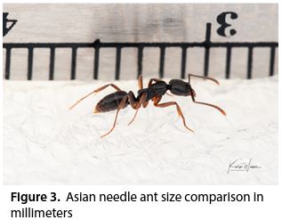 Asian Needle Ants Found in Indiana